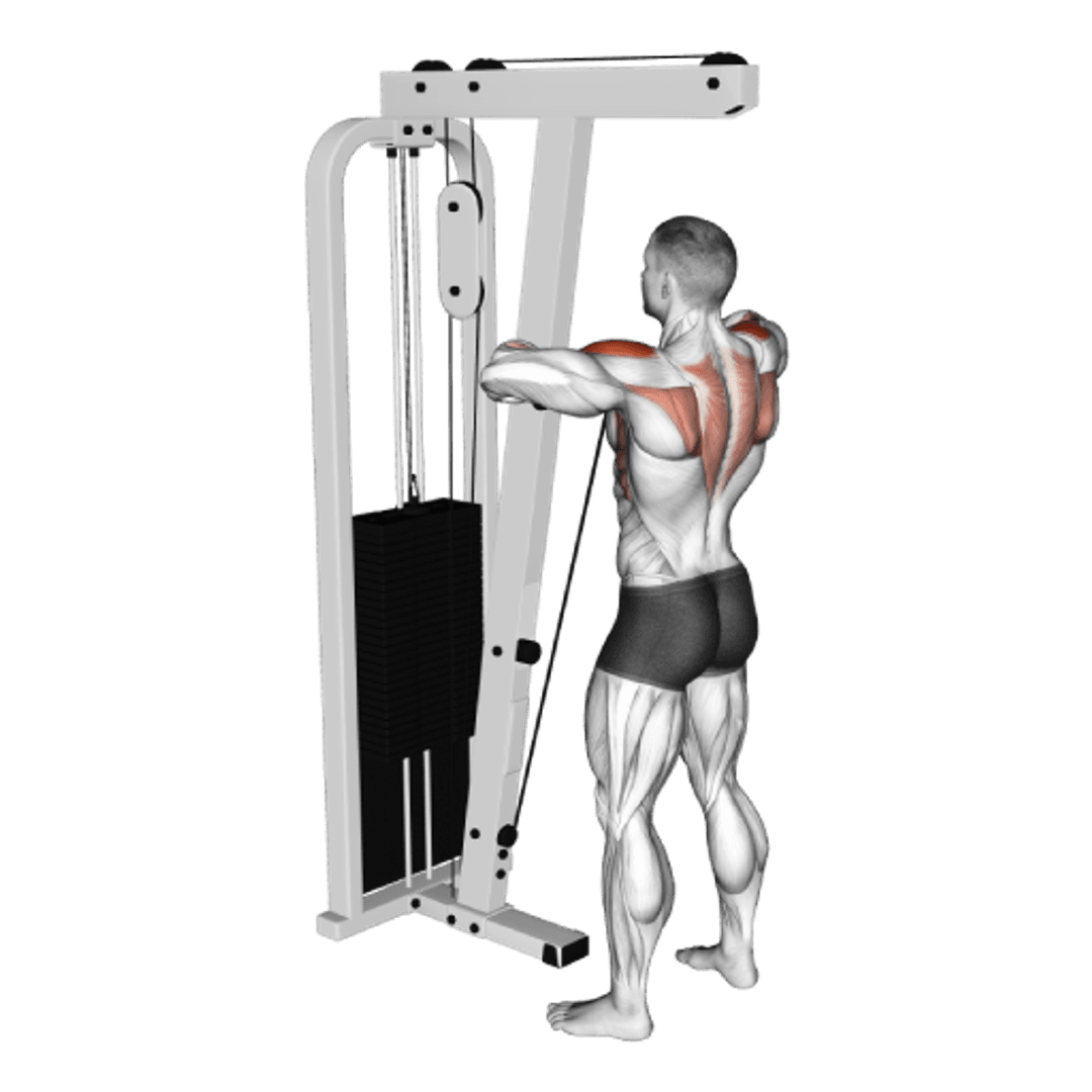 EZ Bar Upright Row: Guide, Muscles Worked, Tips | Athlemove