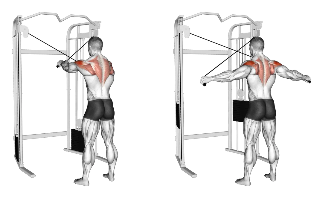 Cable Reverse Fly: Guide, Muscles Worked, Tips | Athlemove