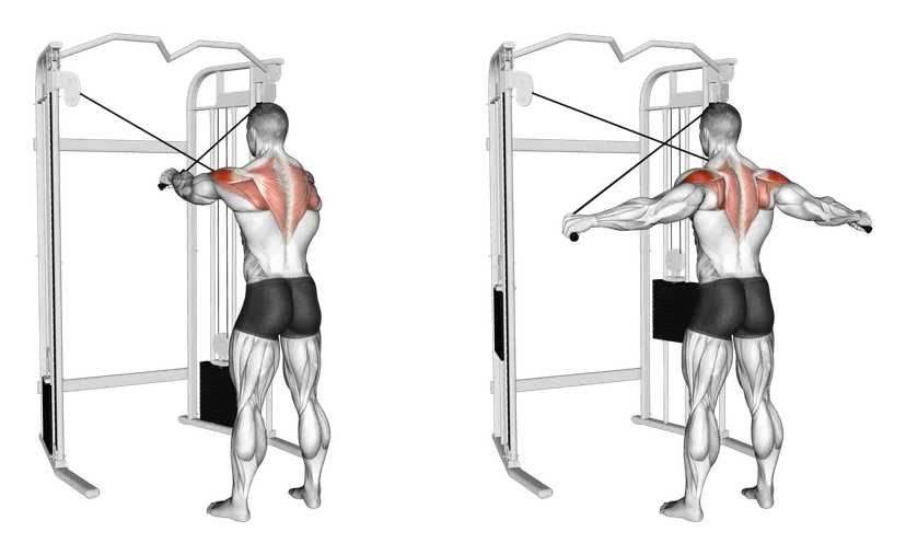 Cable Reverse Fly: Guide, Muscles Worked, Tips | Athlemove