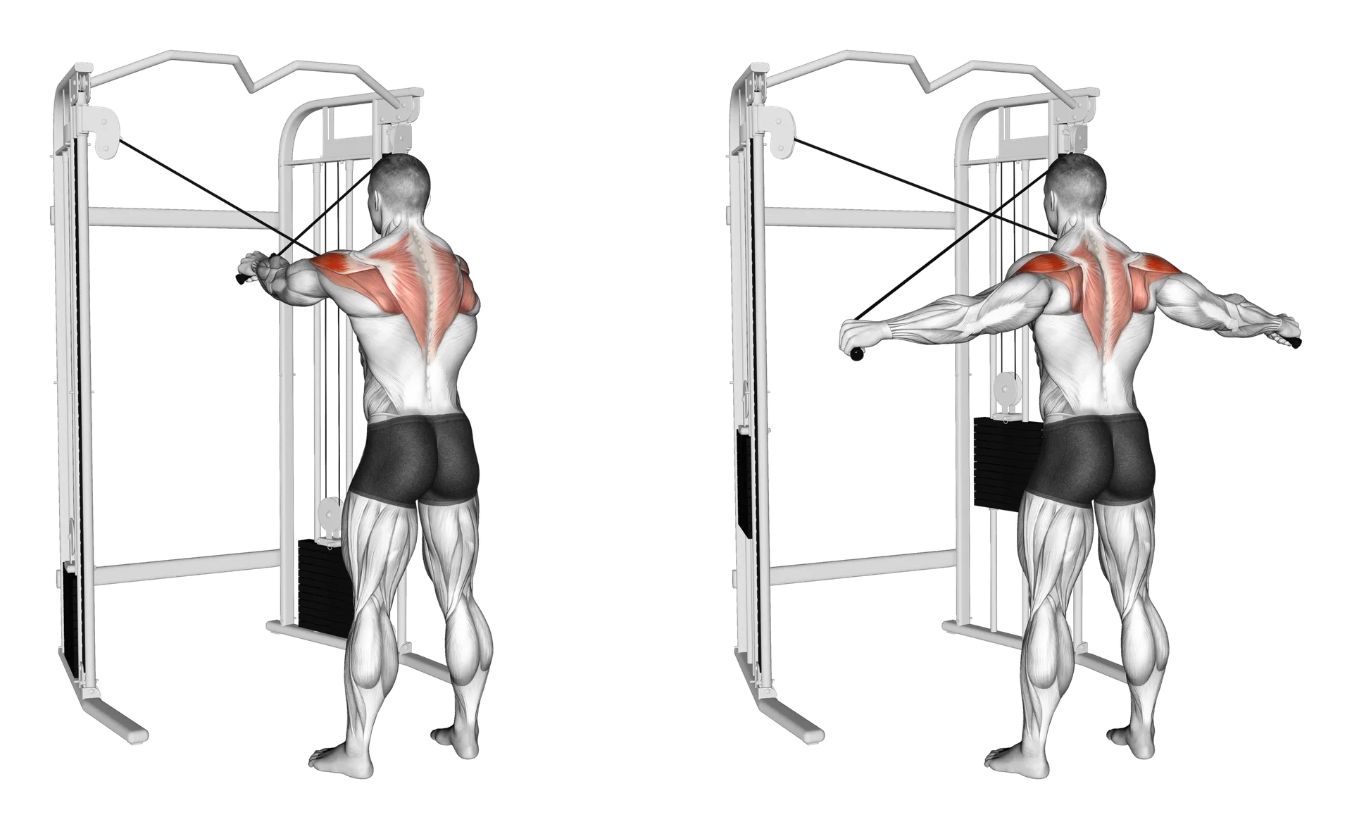 Cable Reverse Fly: Guide, Muscles Worked, Tips | Athlemove