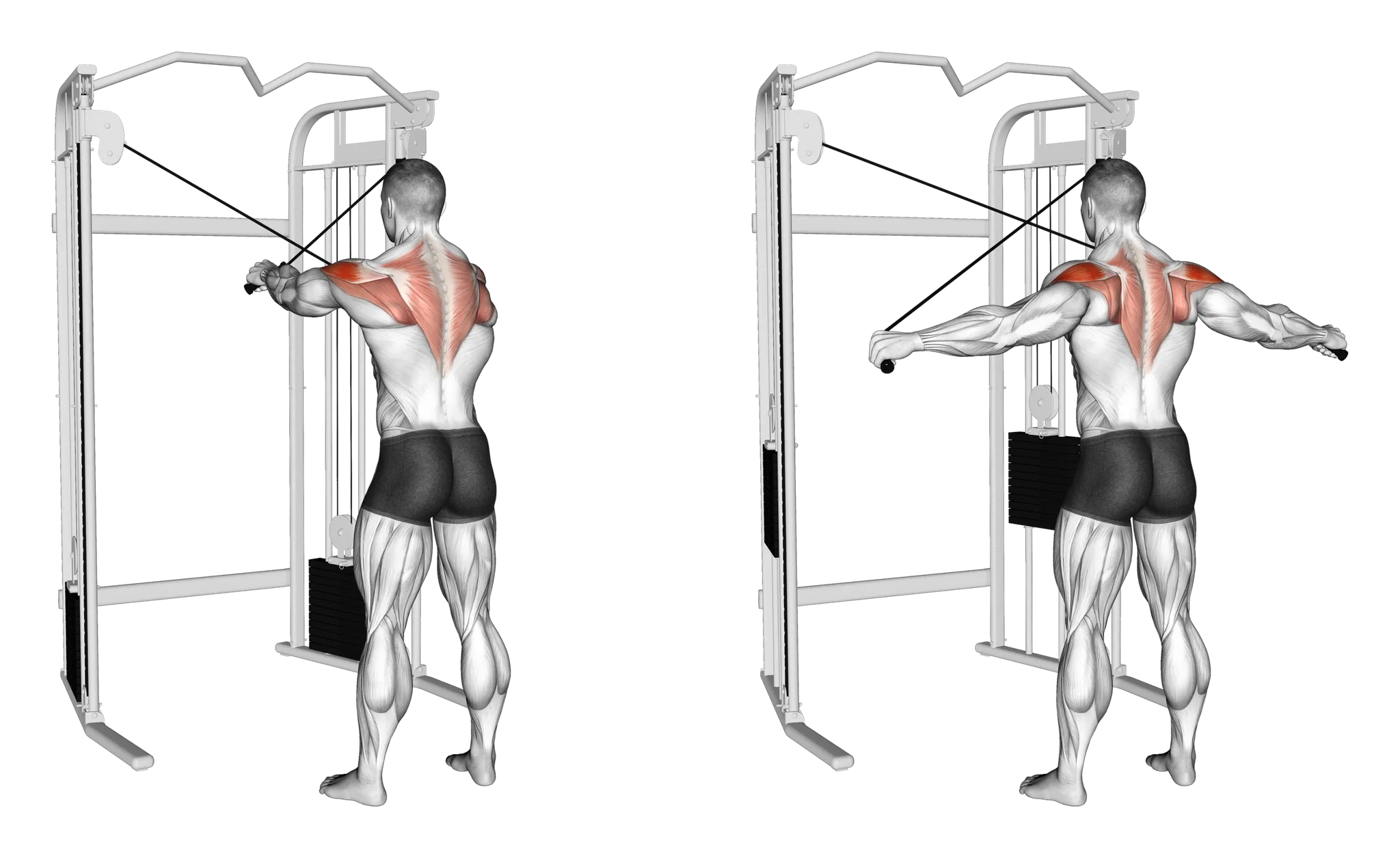 Cable Reverse Fly: Guide, Muscles Worked, Tips | Athlemove