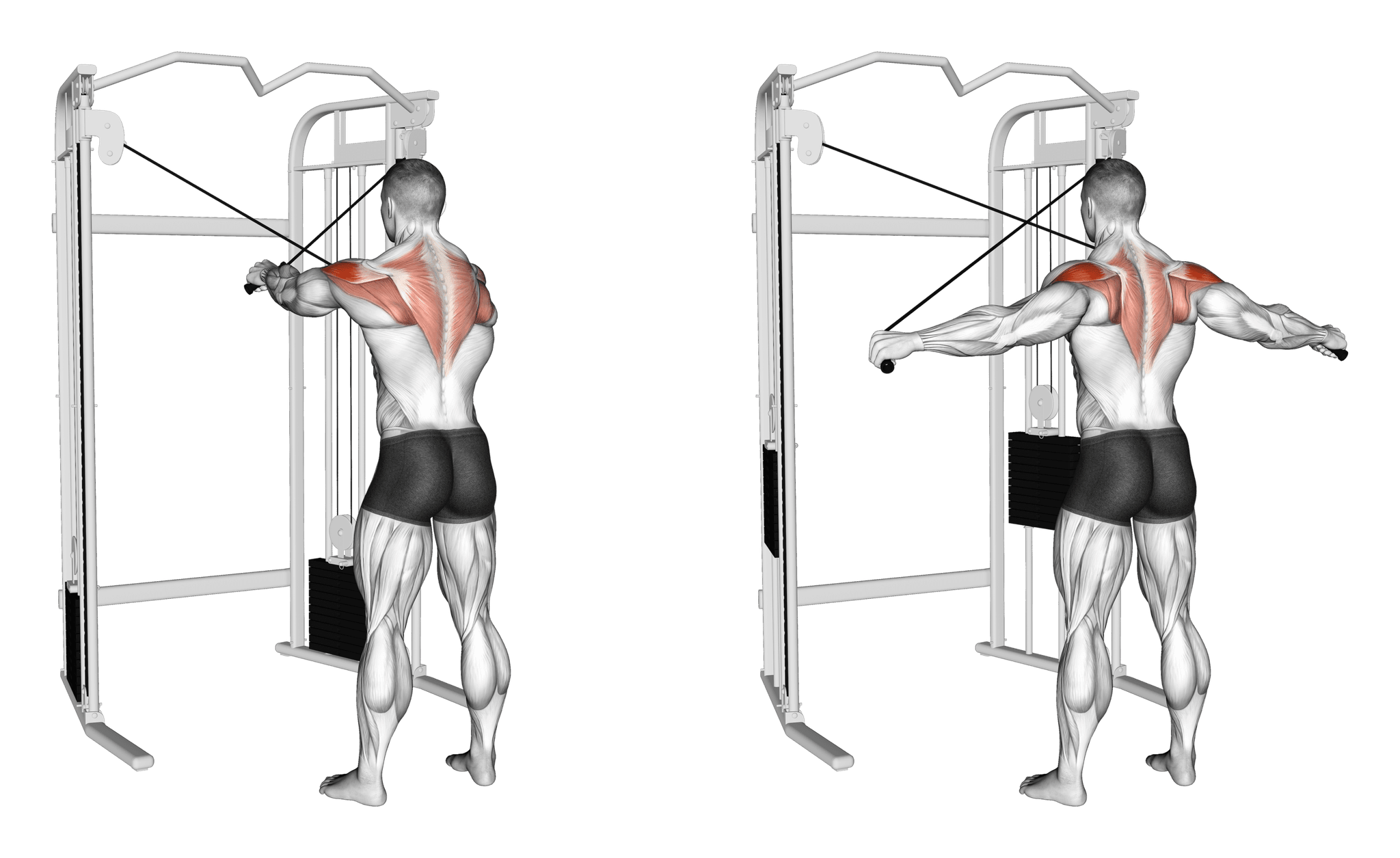 Cable Reverse Fly: Guide, Muscles Worked, Tips | Athlemove