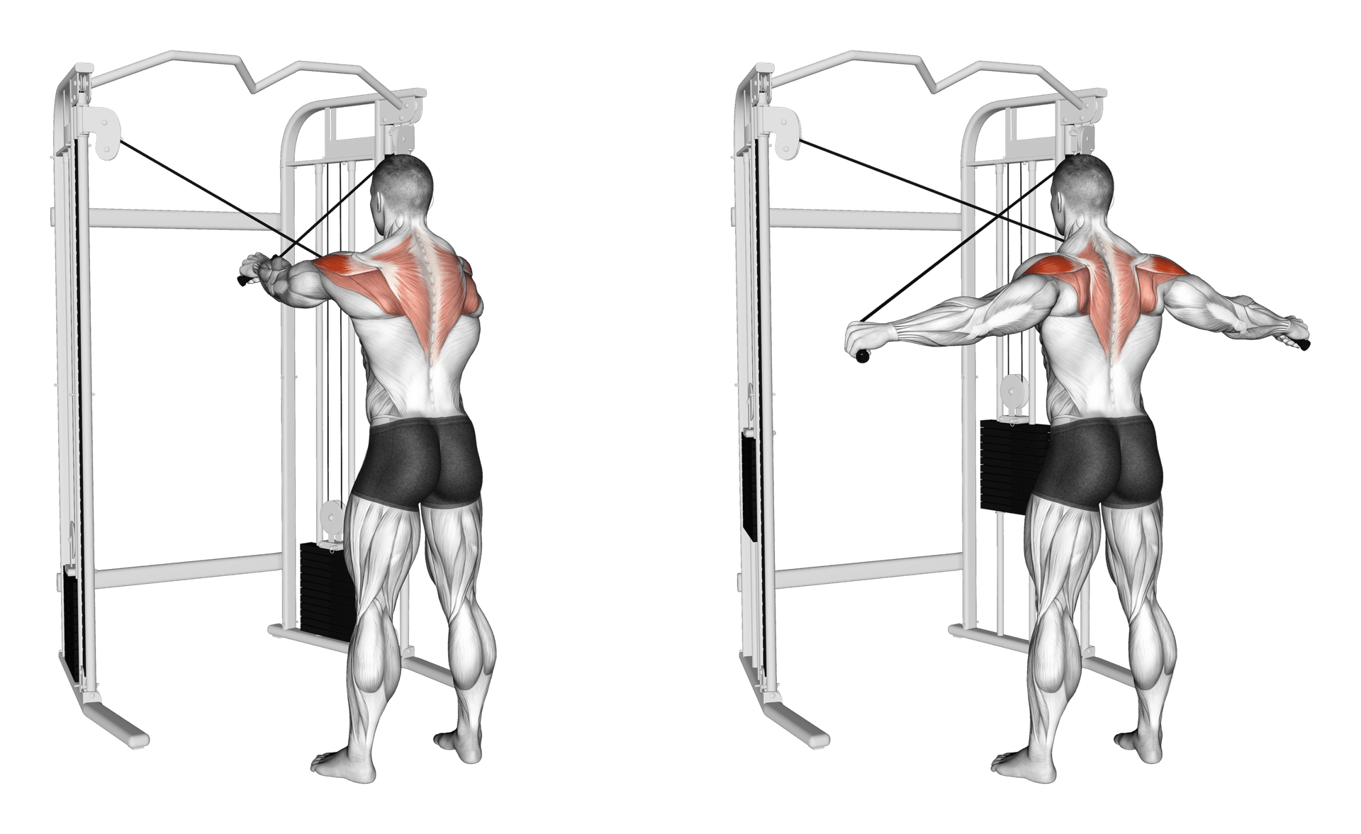 Cable Reverse Fly: Guide, Muscles Worked, Tips | Athlemove