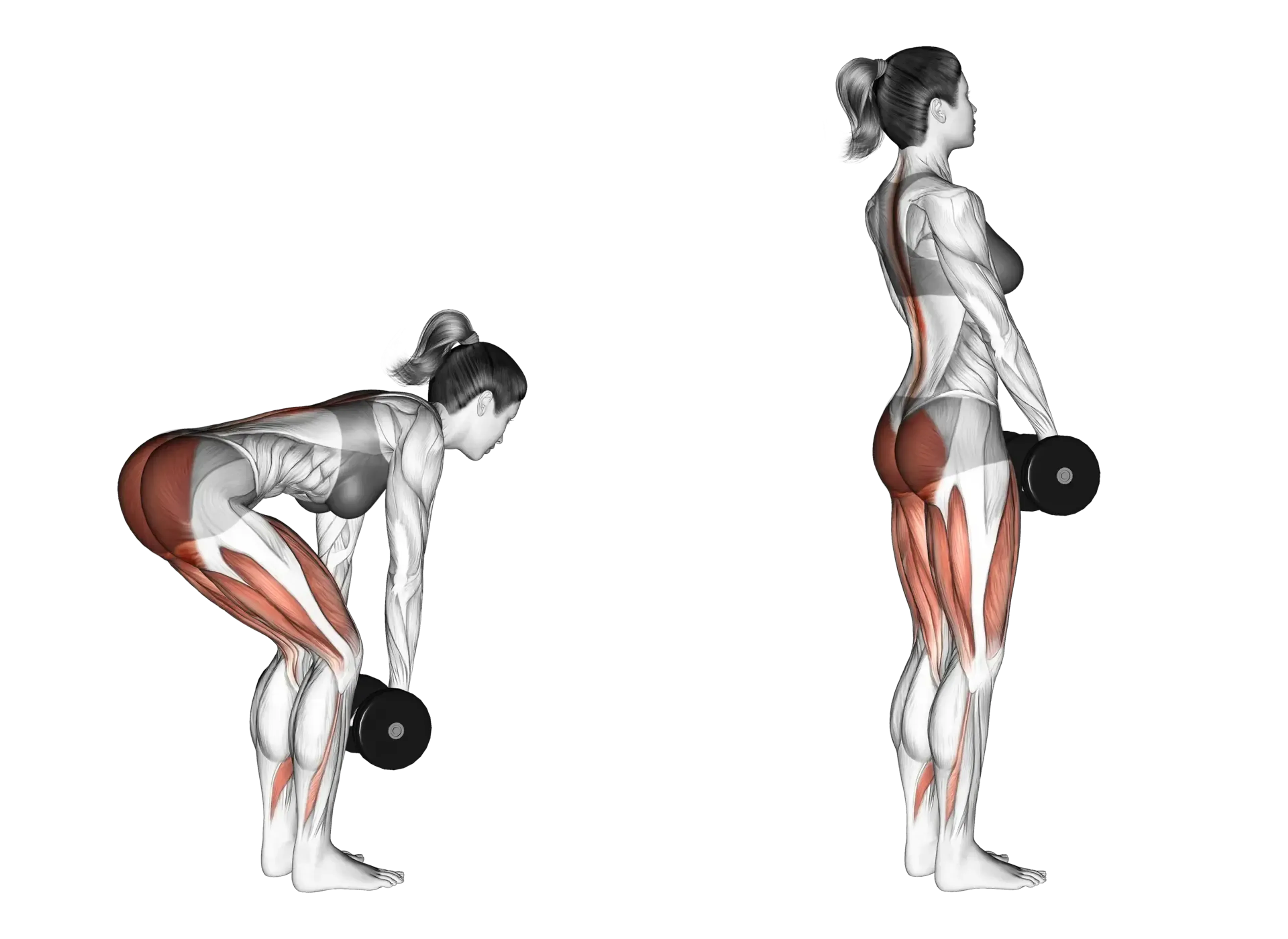 Dumbbell Romanian Deadlift Guide Muscles Worked Tips Athlemove Dumbbell Romanian Deadlift Guide Muscles Worked Tips Athlemove