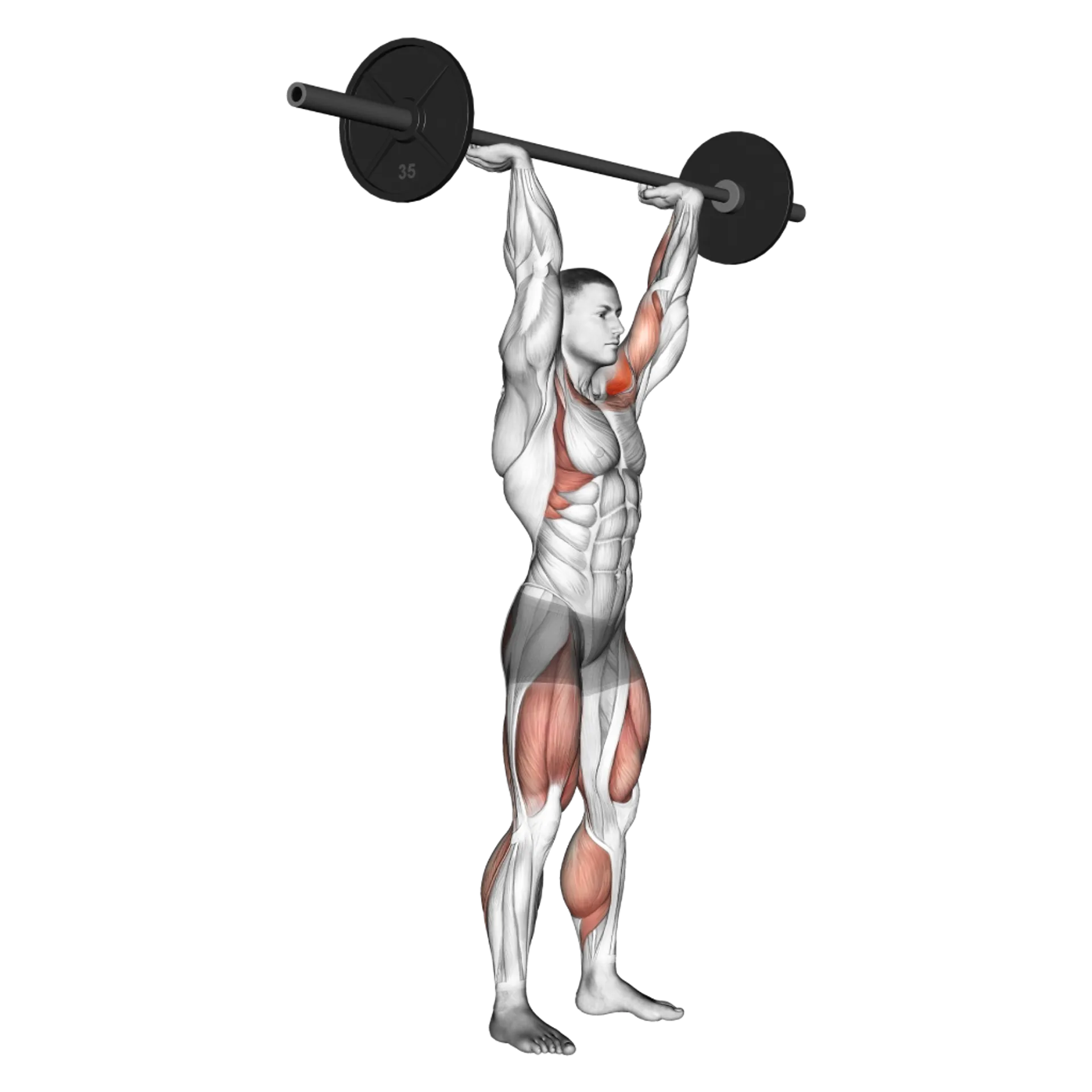 Barbell Clean and Jerk: Guide, Muscles Worked, Tips | Athlemove