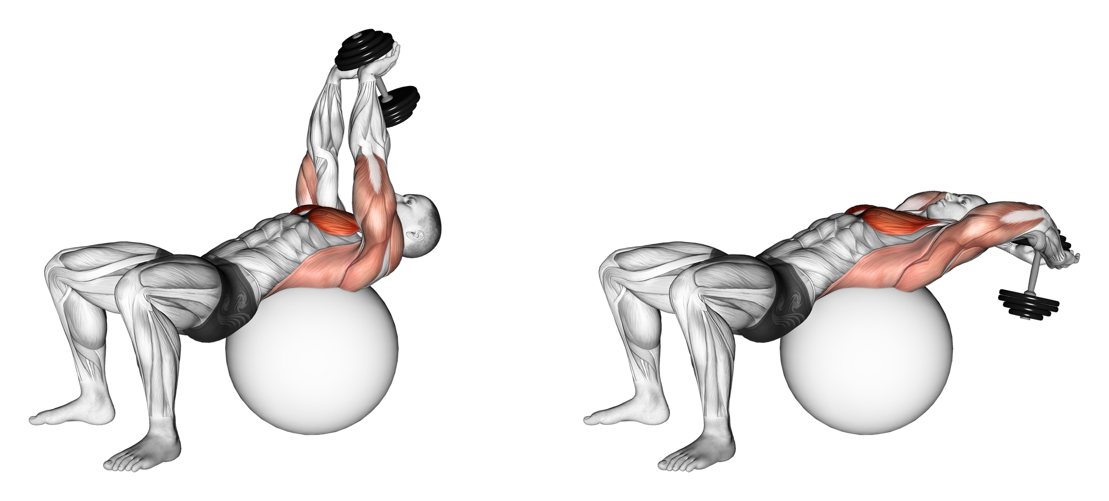 Dumbbell Exercise Ball Pullover: Guide, Muscles Worked, Tips | Athlemove