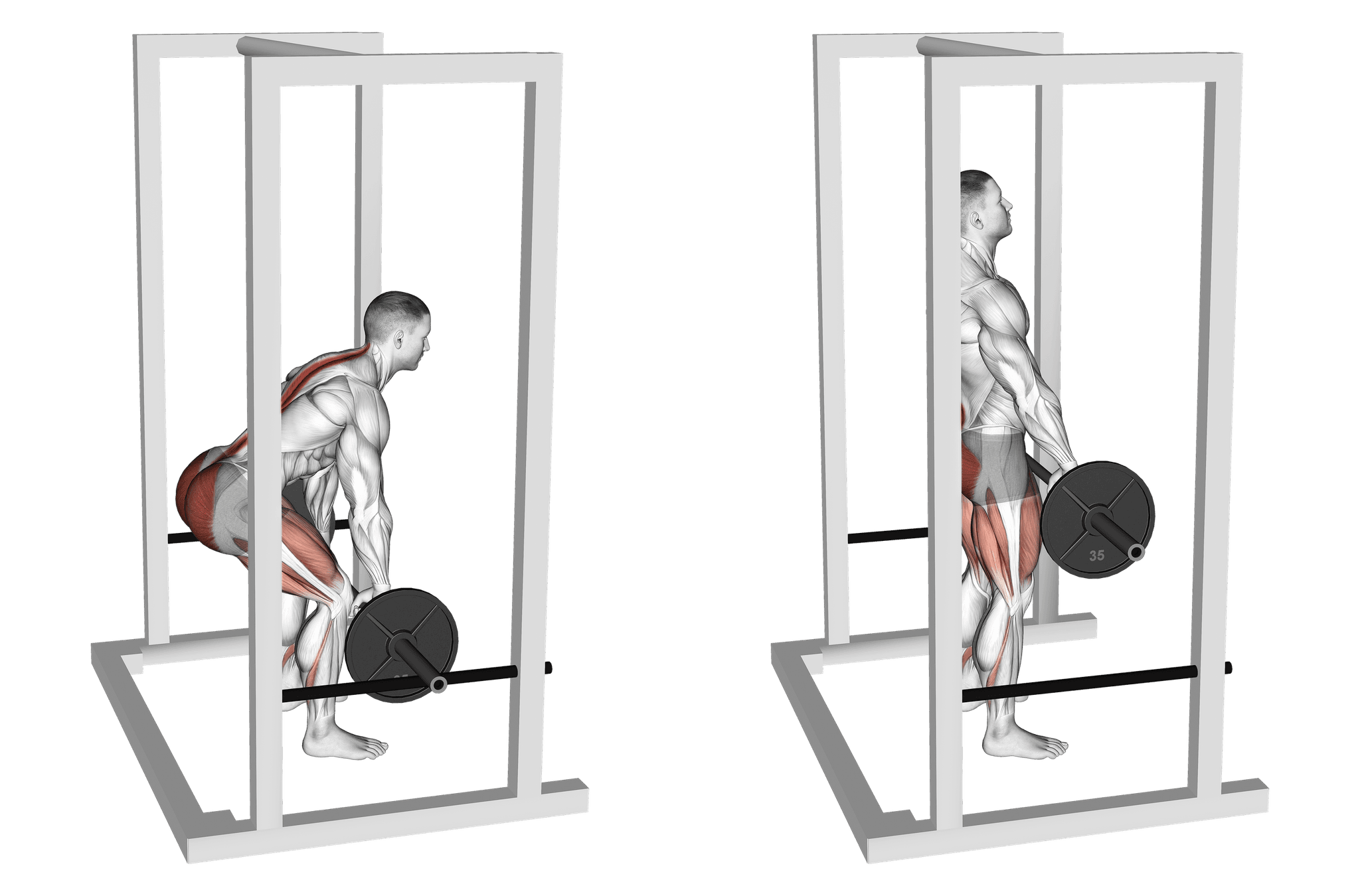Barbell Rack Pull: Guide, Muscles Worked, Tips | Athlemove
