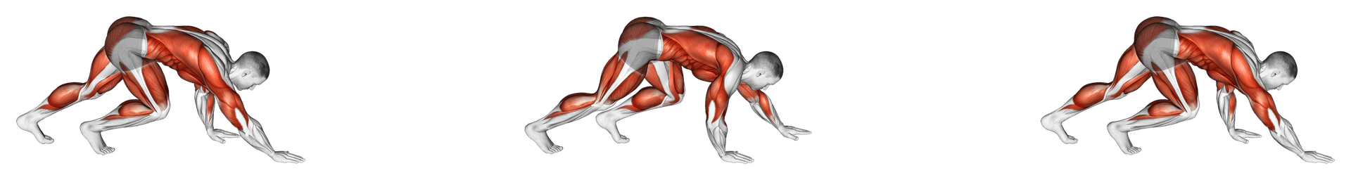 Bear Crawl: Guide, Muscles Worked, Tips | Athlemove