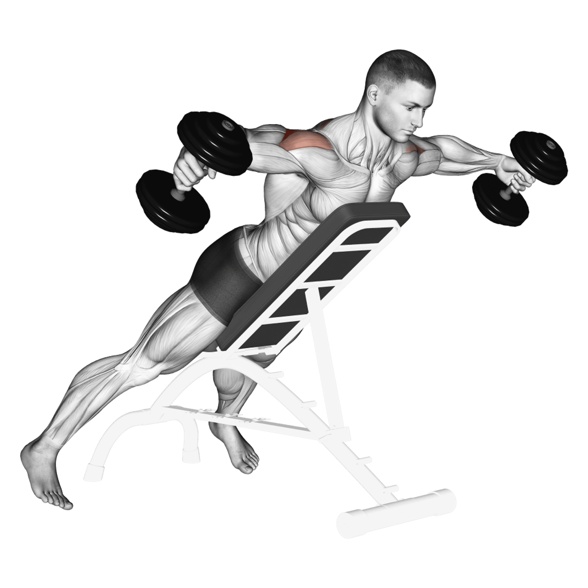 Machine Reverse Fly: Guide, Muscles Worked, Tips | Athlemove