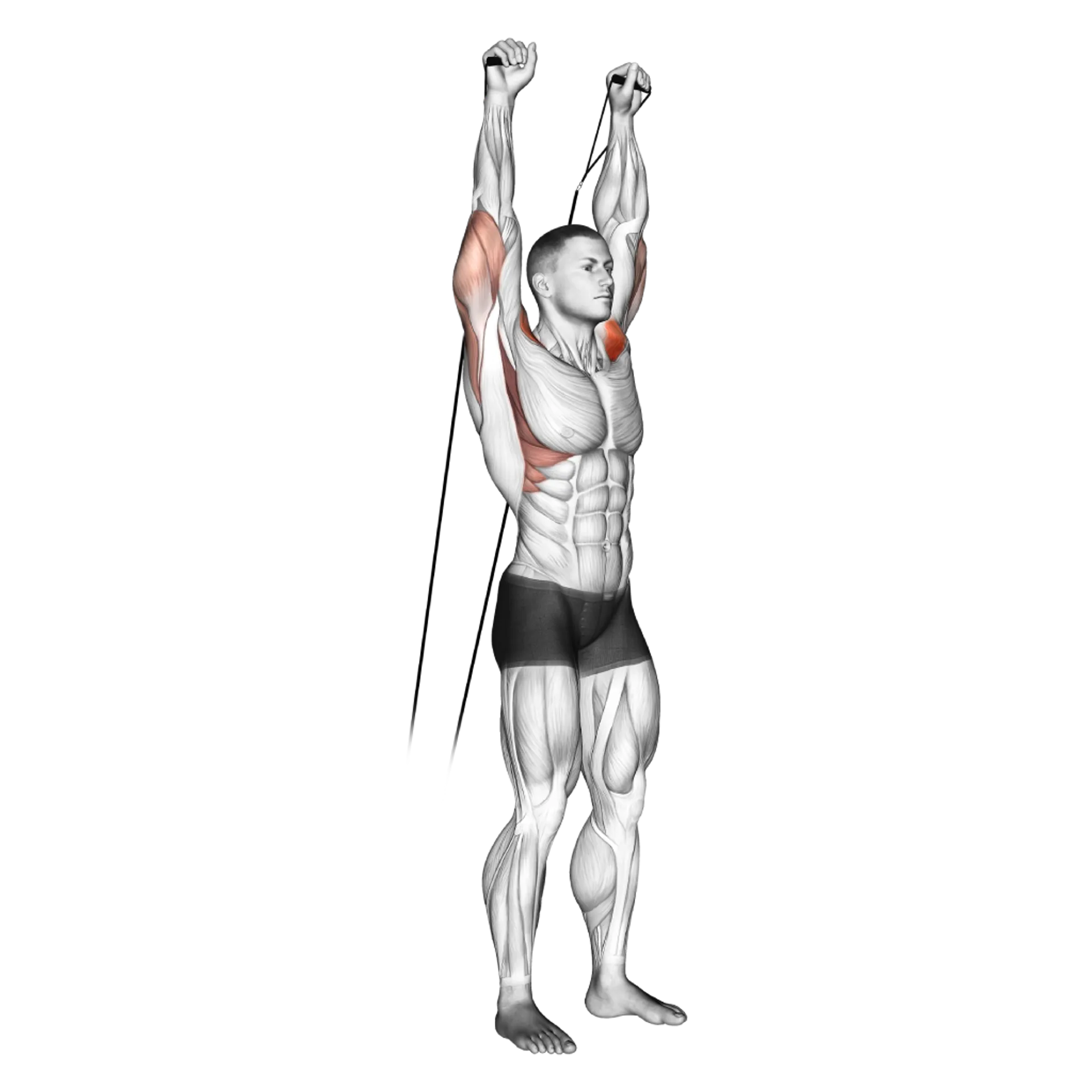 Barbell Standing Military Press: Guide, Muscles Worked, Tips | Athlemove