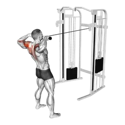 Machine Reverse Fly: Guide, Muscles Worked, Tips | Athlemove