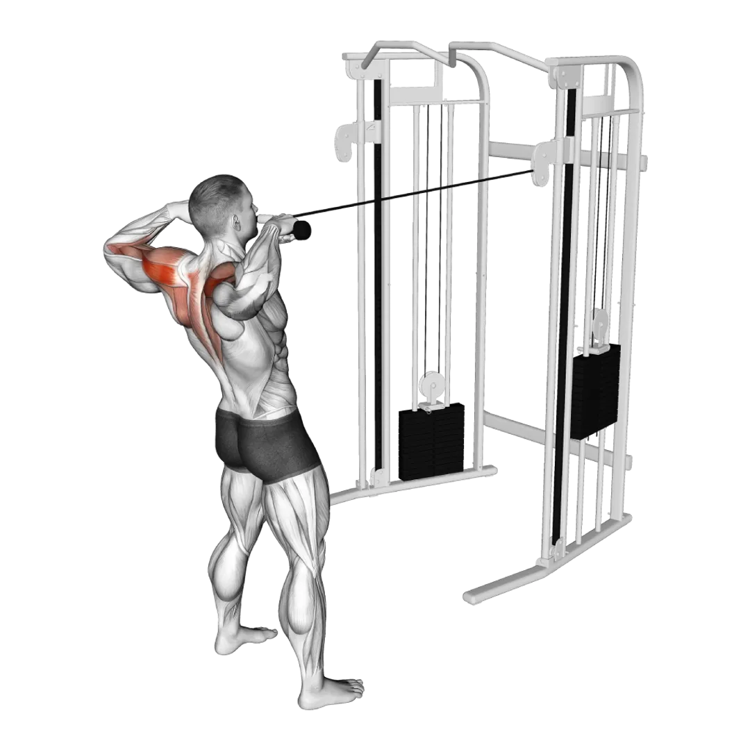 Cable Reverse Fly: Guide, Muscles Worked, Tips | Athlemove