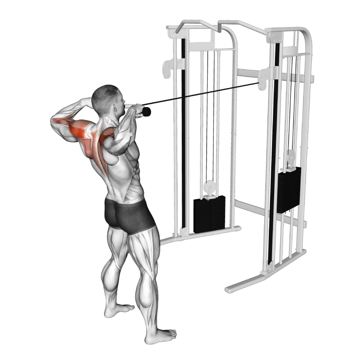 Machine Reverse Fly: Guide, Muscles Worked, Tips | Athlemove