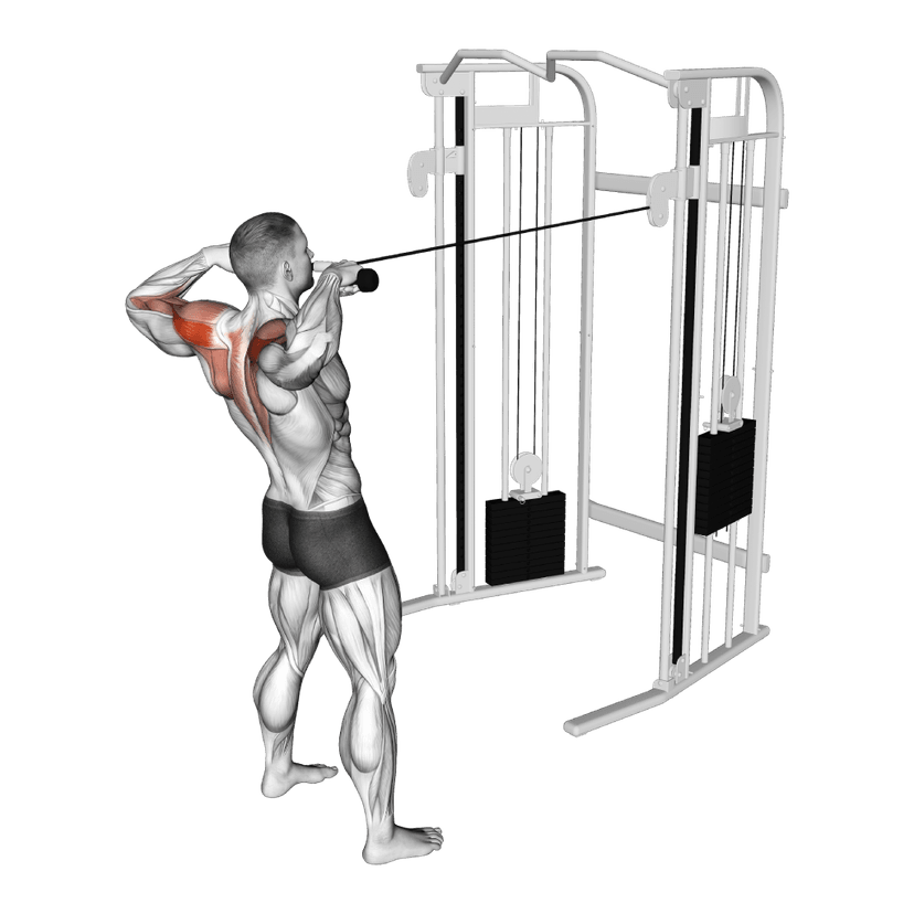 Cable Reverse Fly: Guide, Muscles Worked, Tips | Athlemove