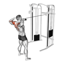 Band Reverse Fly: Guide, Muscles Worked, Tips | Athlemove