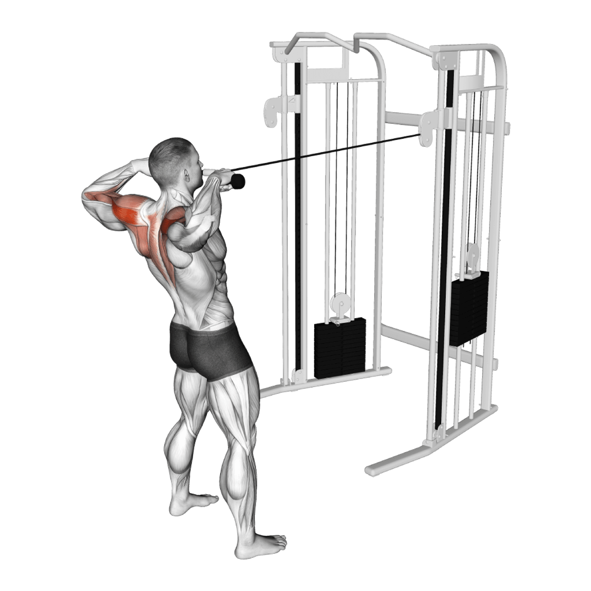 Cable Single-Arm Reverse Fly: Guide, Muscles Worked, Tips | Athlemove