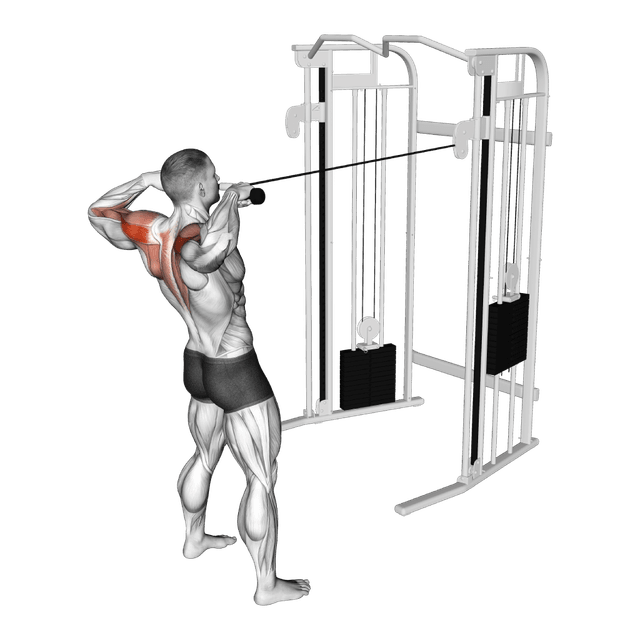 Band Reverse Fly: Guide, Muscles Worked, Tips | Athlemove