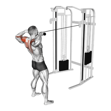 Band Reverse Fly: Guide, Muscles Worked, Tips | Athlemove