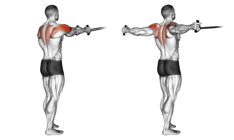 Band Reverse Fly: Guide, Muscles Worked, Tips | Athlemove