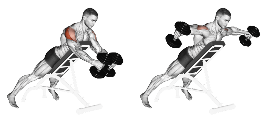 Dumbbell Reverse Fly: Guide, Muscles Worked, Tips | Athlemove