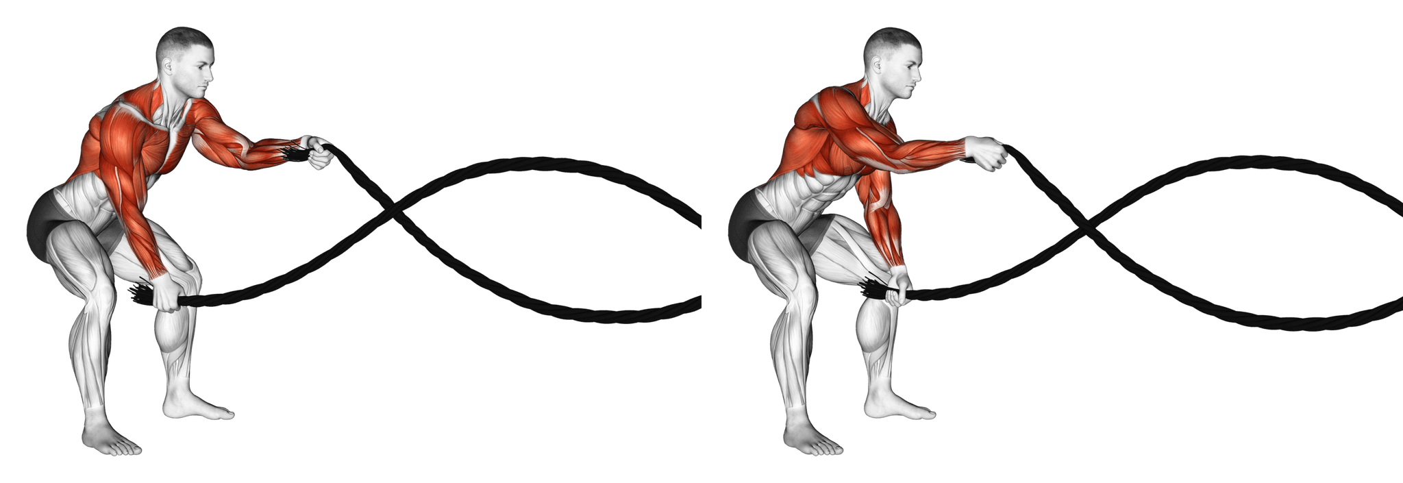 Battling Ropes: Guide, Muscles Worked, Tips | Athlemove