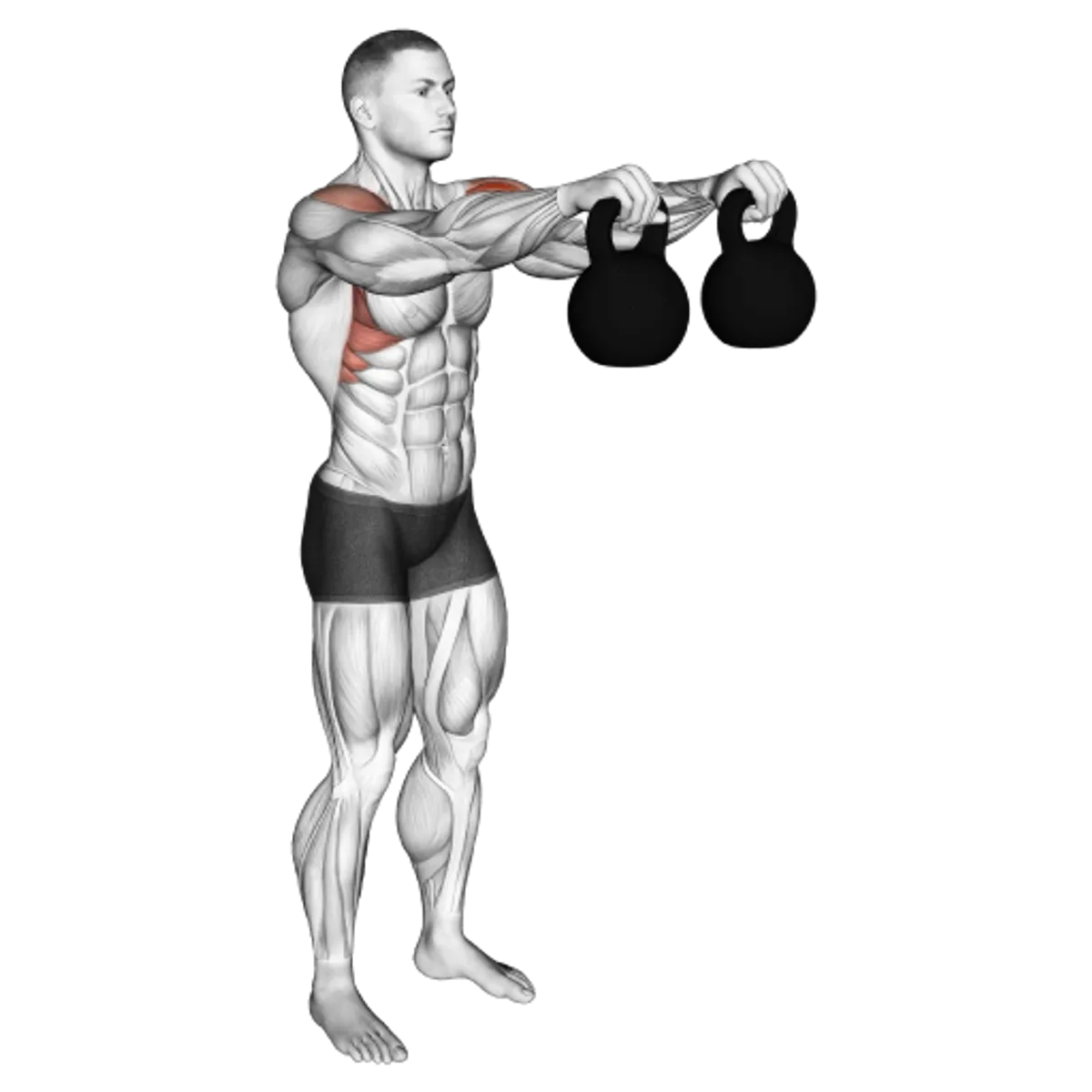 Dumbbell Front Raise: Guide, Muscles Worked, Tips | Athlemove