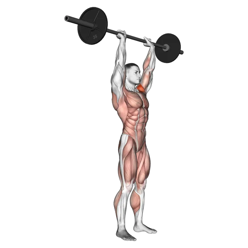 Barbell Clean and Jerk: Guide, Muscles Worked, Tips | Athlemove