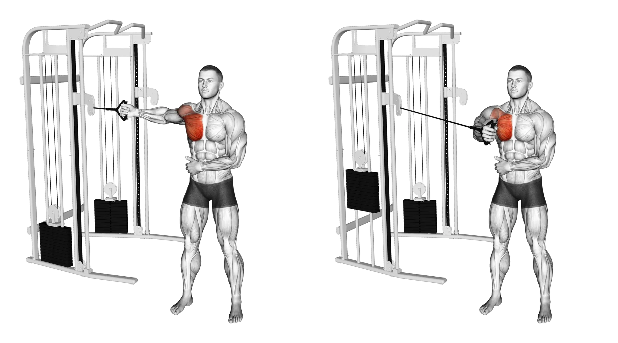 Cable Single-Arm Fly: Guide, Muscles Worked, Tips | Athlemove