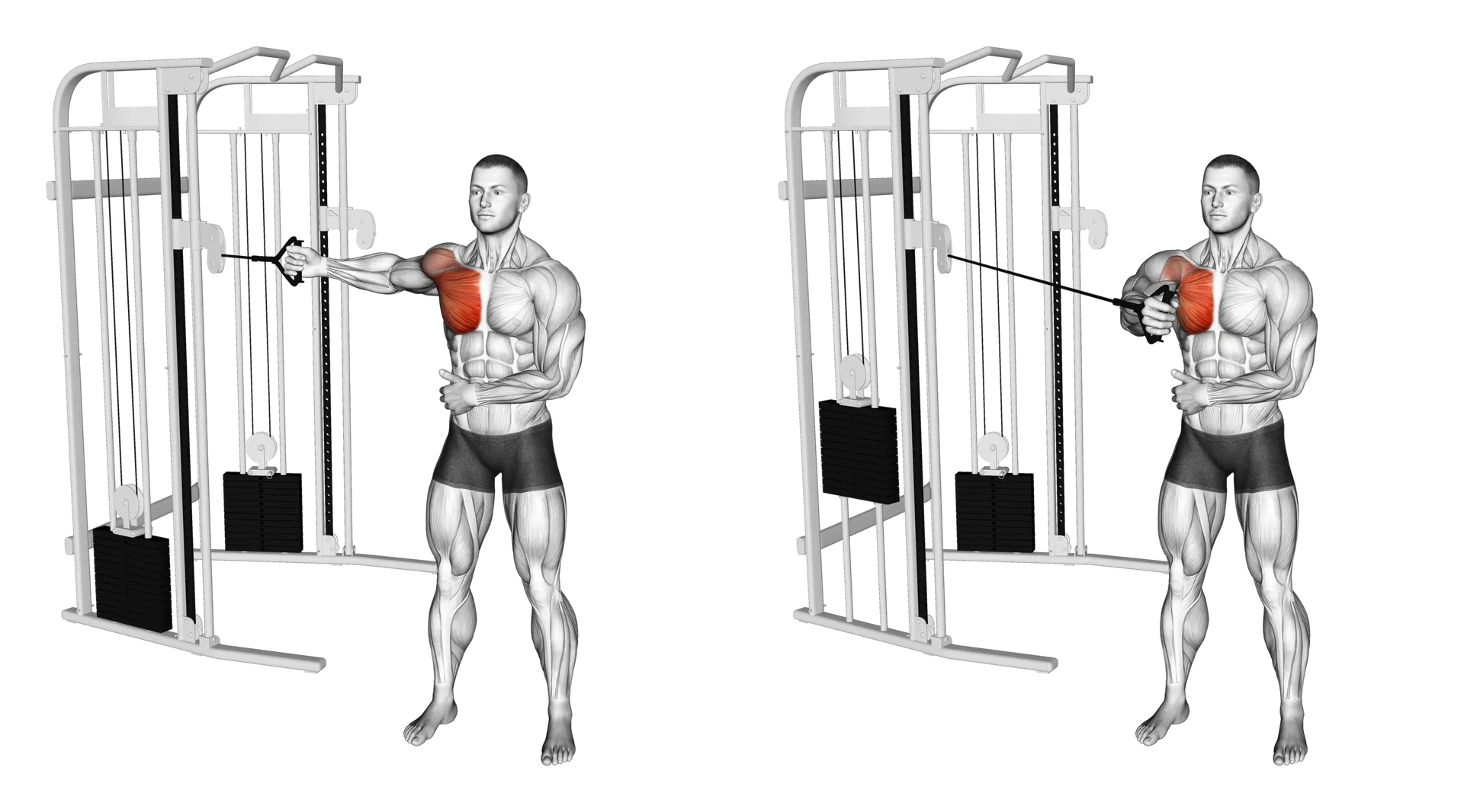 Cable Single-Arm Fly: Guide, Muscles Worked, Tips | Athlemove