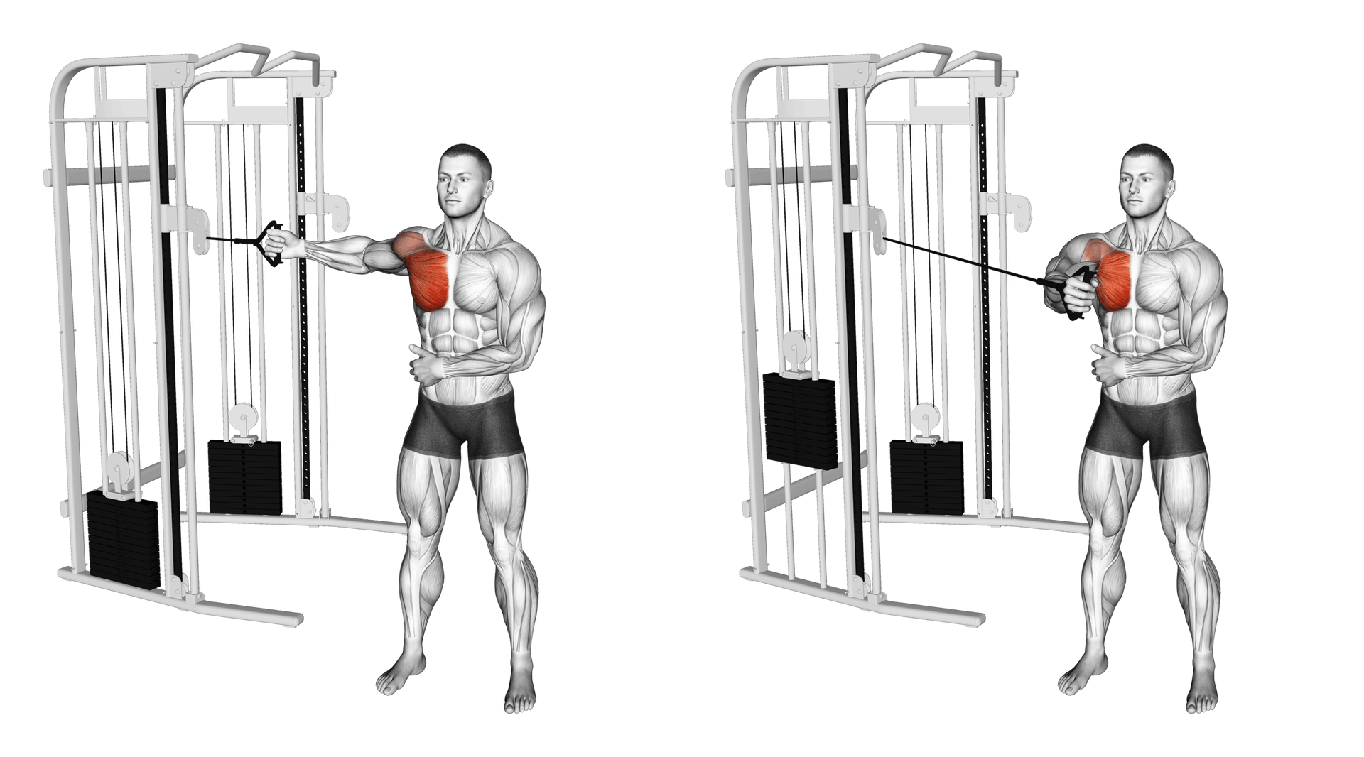 Cable Single-Arm Fly: Guide, Muscles Worked, Tips | Athlemove
