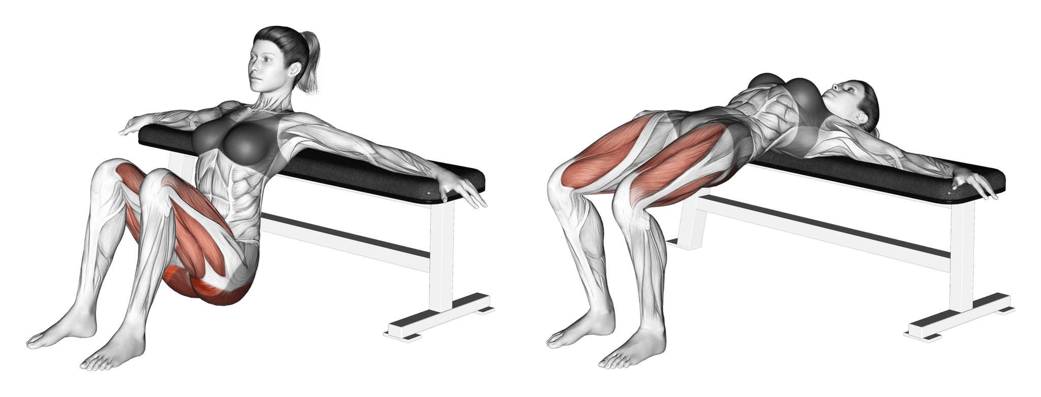 Bodyweight Hip Thrust: Guide, Muscles Worked, Tips | Athlemove