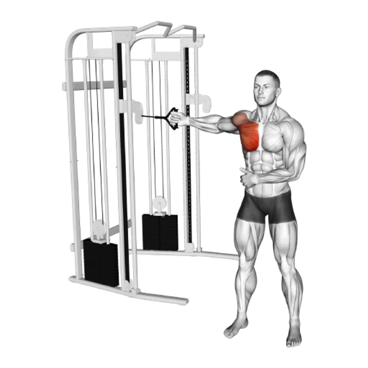 Machine Pec Deck Fly: Guide, Muscles Worked, Tips | Athlemove