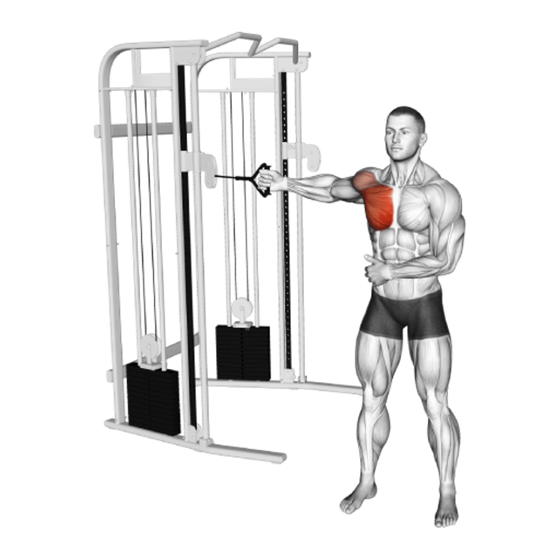 Machine Pec Deck Fly: Guide, Muscles Worked, Tips | Athlemove