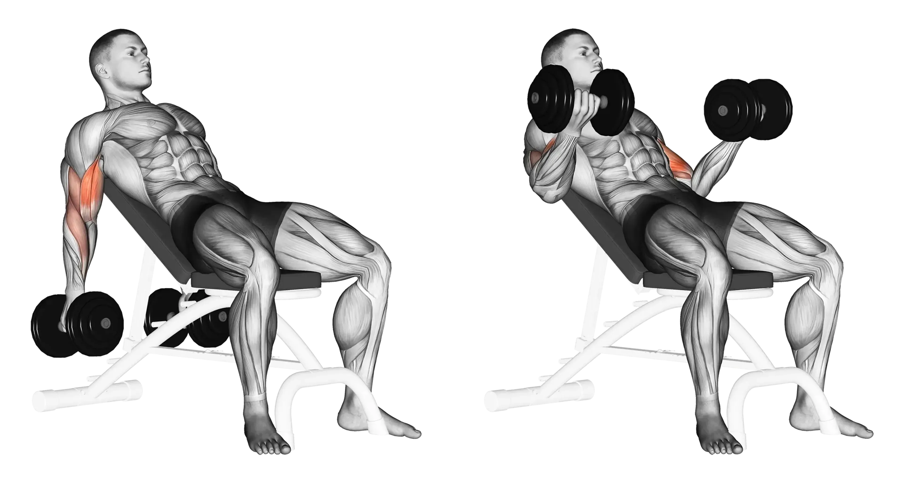 Dumbbell Incline Curl Guide Muscles Worked Tips Athlemove Dumbbell Incline Curl Guide Muscles Worked Tips Athlemove