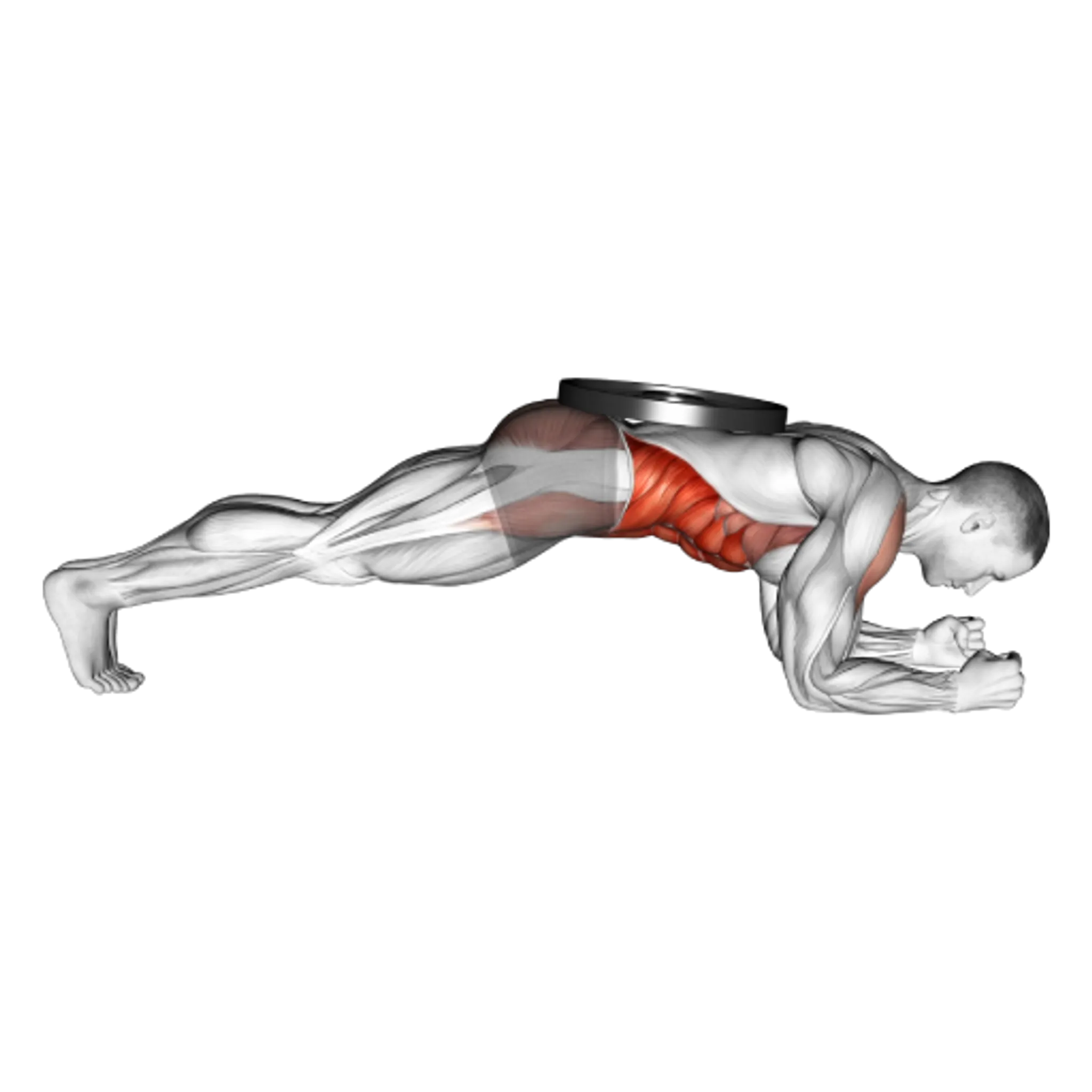 Ab Wheel Rollout: Guide, Muscles Worked, Tips | Athlemove