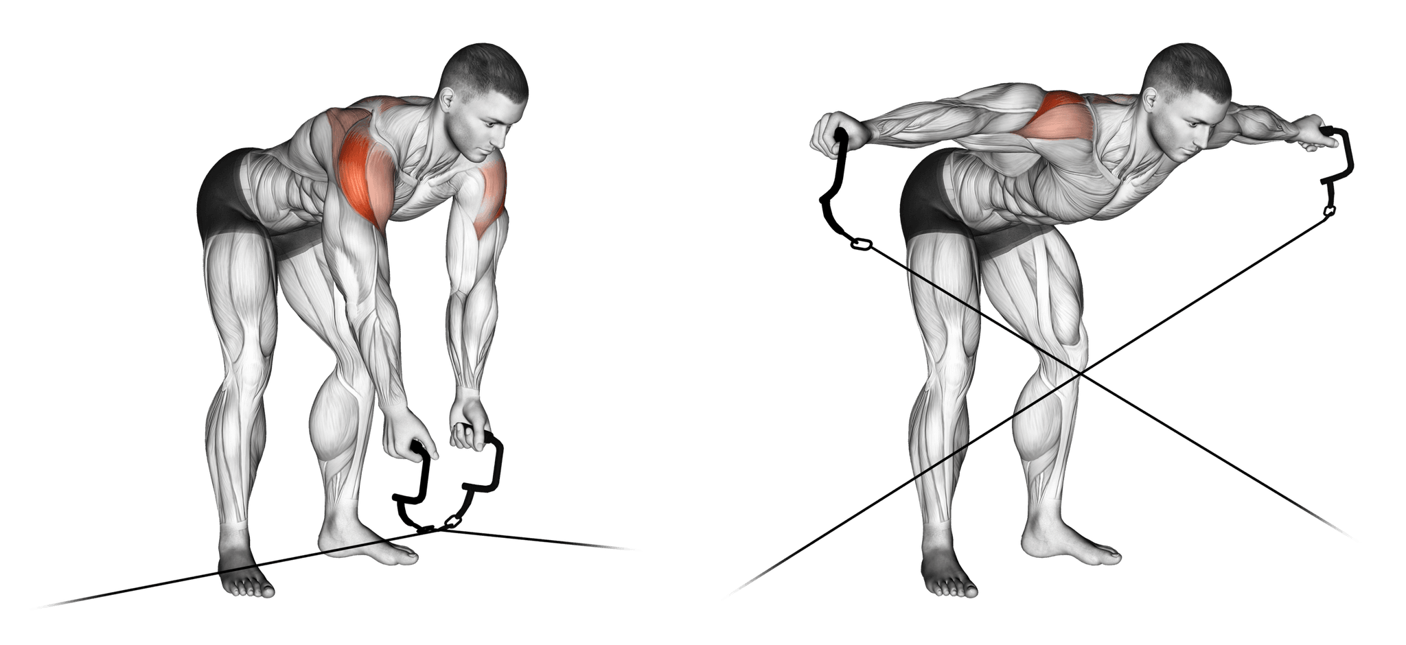 Cable Crossover Reverse Fly: Guide, Muscles Worked, Tips | Athlemove