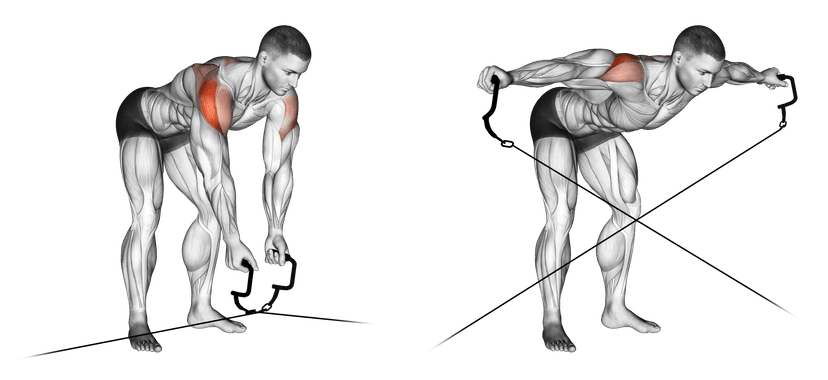 Cable Crossover Reverse Fly: Guide, Muscles Worked, Tips | Athlemove