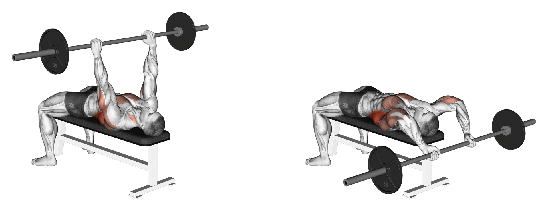 Barbell Pullover: Guide, Muscles Worked, Tips | Athlemove