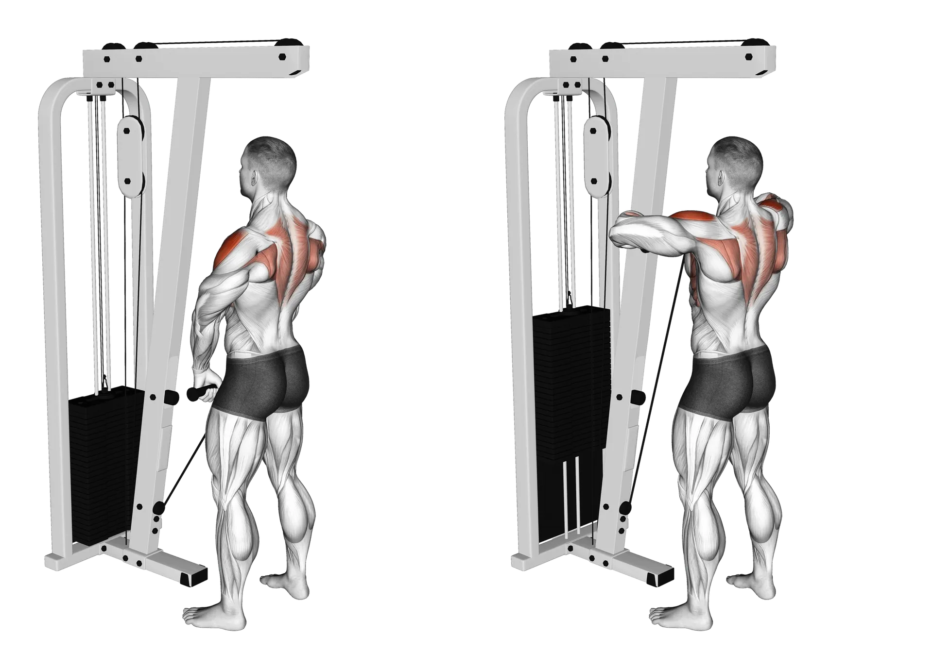 Cable Upright Row: Guide, Muscles Worked, Tips | Athlemove