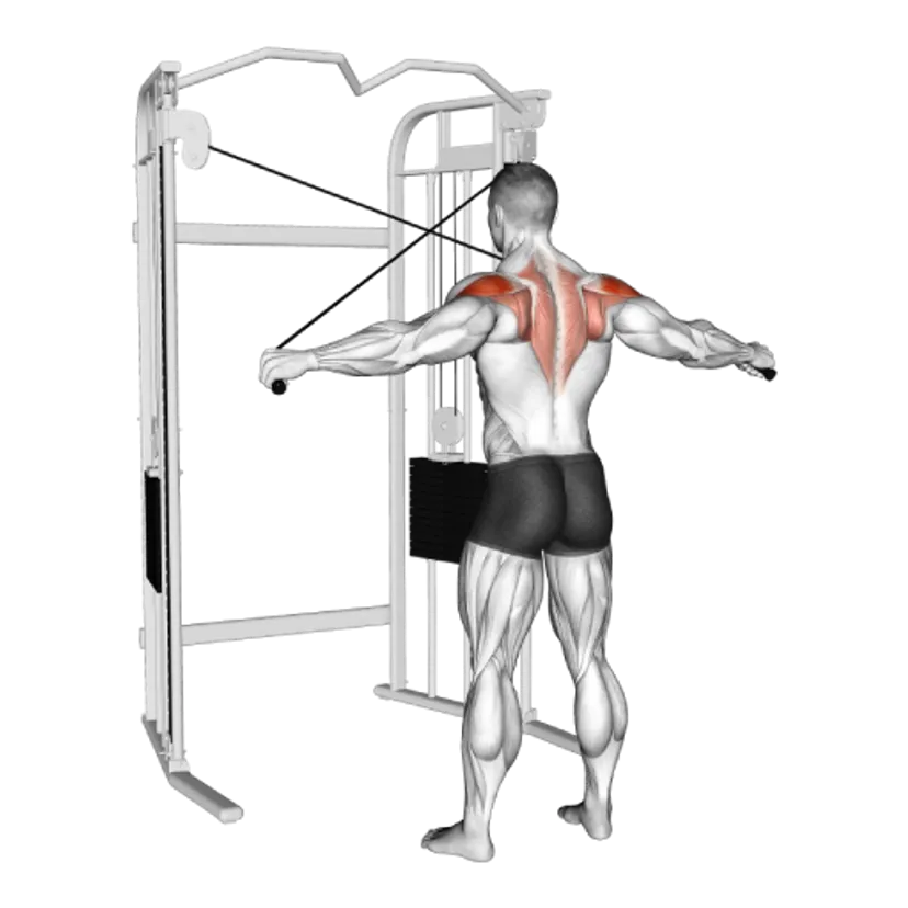 Machine Reverse Fly: Guide, Muscles Worked, Tips | Athlemove