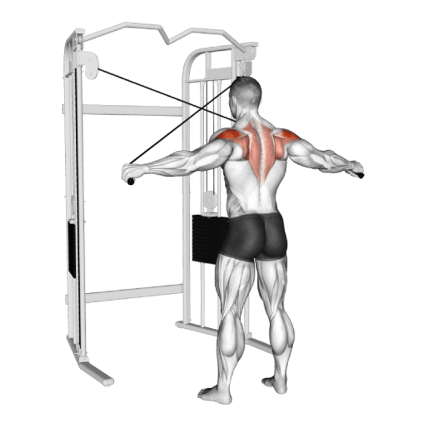 Machine Reverse Fly: Guide, Muscles Worked, Tips | Athlemove