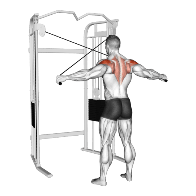 Machine Reverse Fly: Guide, Muscles Worked, Tips | Athlemove