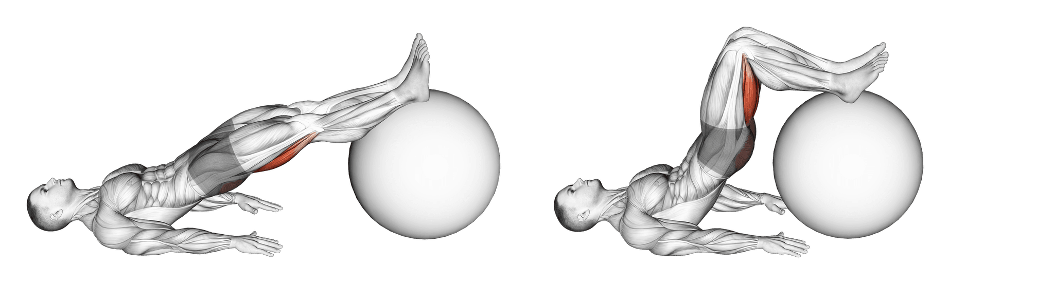 Exercise Ball Leg Curl: Guide, Muscles Worked, Tips | Athlemove