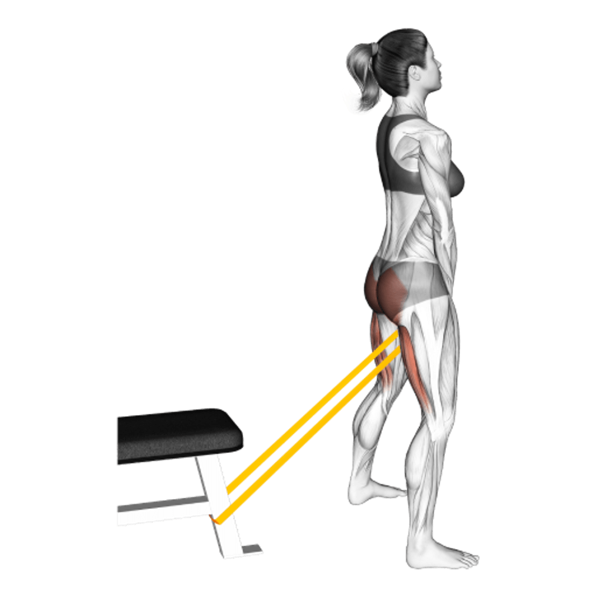Cable Pull Through: Guide, Muscles Worked, Tips | Athlemove