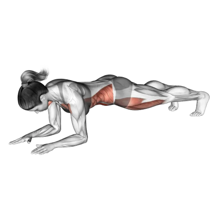 Weighted Plank: Guide, Muscles Worked, Tips | Athlemove