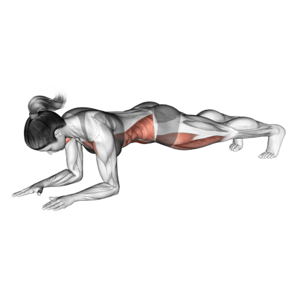 Weighted Plank: Guide, Muscles Worked, Tips | Athlemove