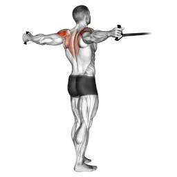 Machine Reverse Fly: Guide, Muscles Worked, Tips | Athlemove