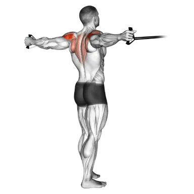 Machine Reverse Fly: Guide, Muscles Worked, Tips | Athlemove