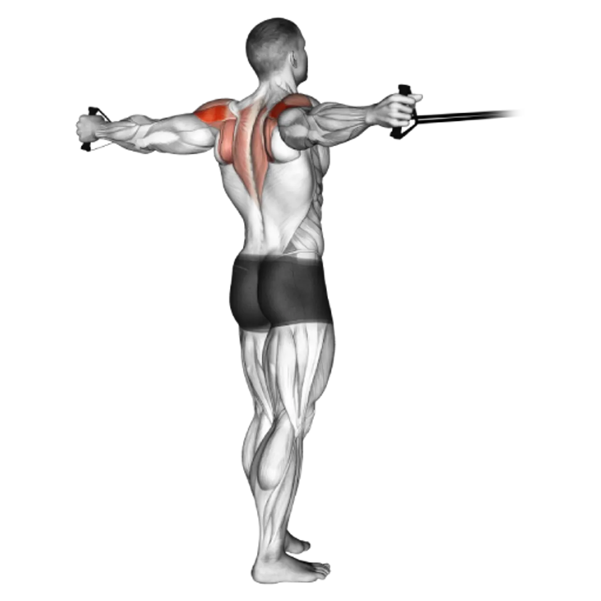 Band Pull Apart: Guide, Muscles Worked, Tips | Athlemove