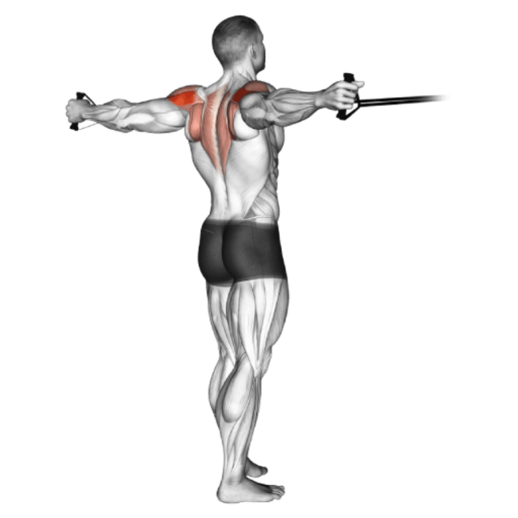 Cable Single-Arm Reverse Fly: Guide, Muscles Worked, Tips | Athlemove